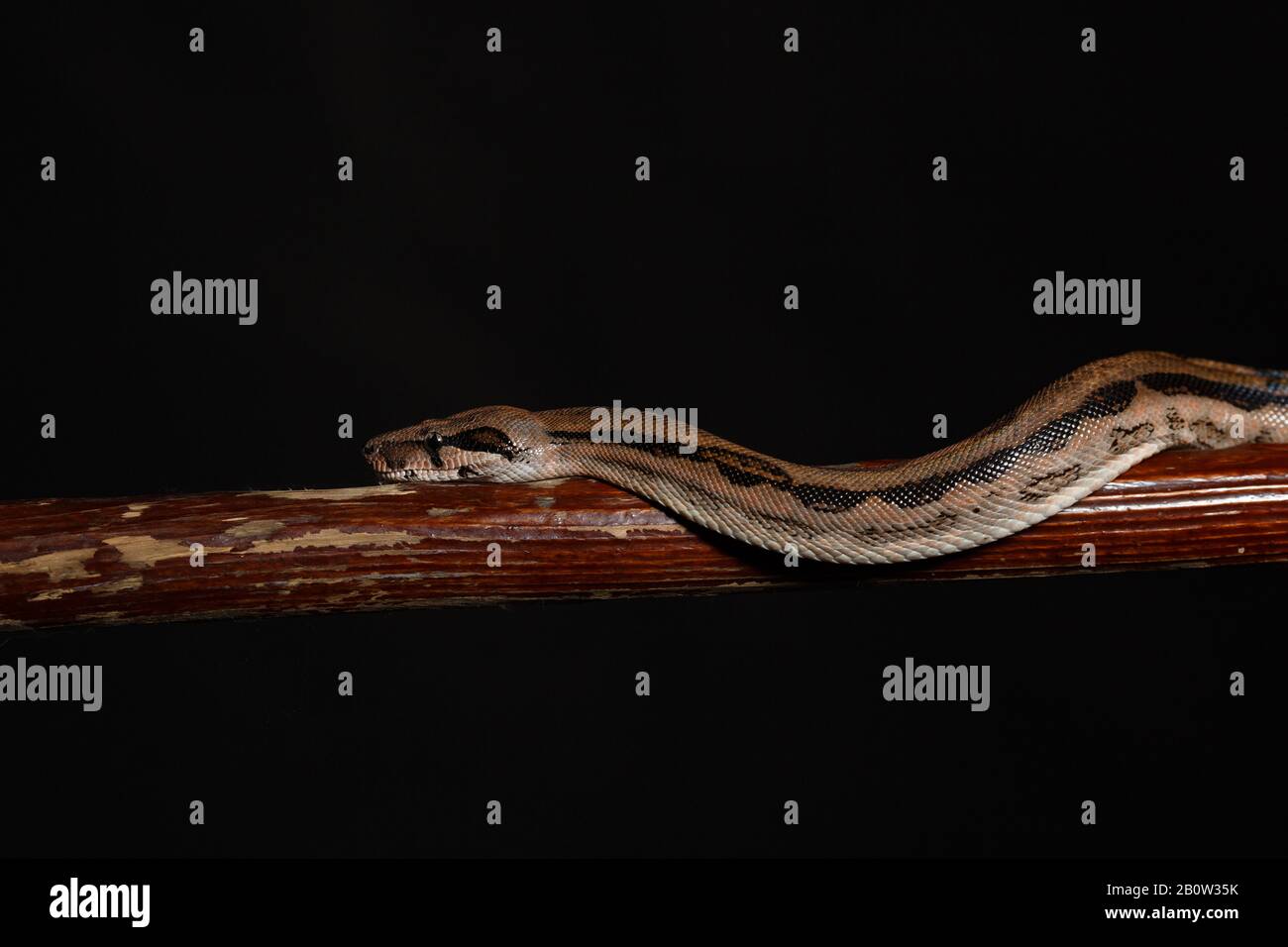 Royal Python, or Ball Python Python regius, studio. It's camouflage ...