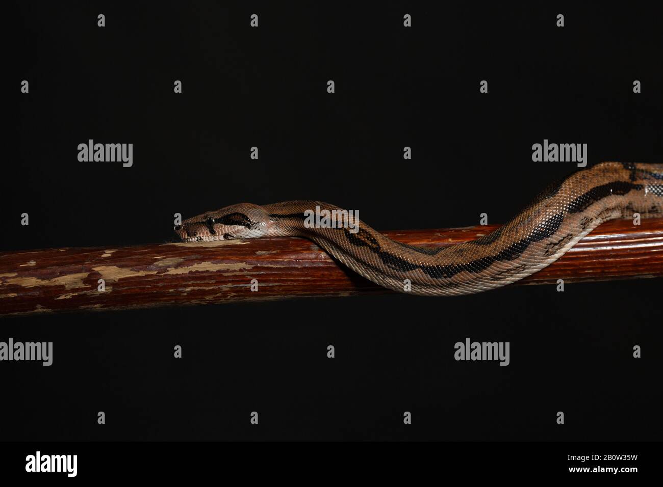 Royal Python, or Ball Python Python regius, studio. It's camouflage ...