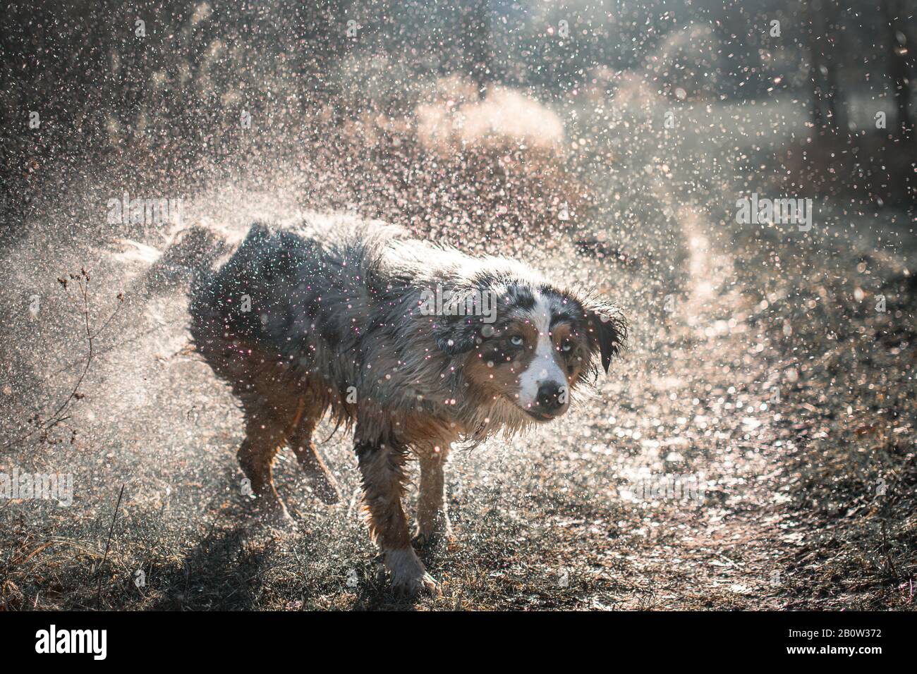 Dog austarlian shepherd waterdrops everywhere wet Stock Photo - Alamy