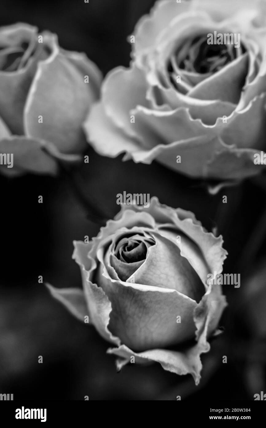 Black and white roses / Monochrome roses background Stock Photo - Alamy