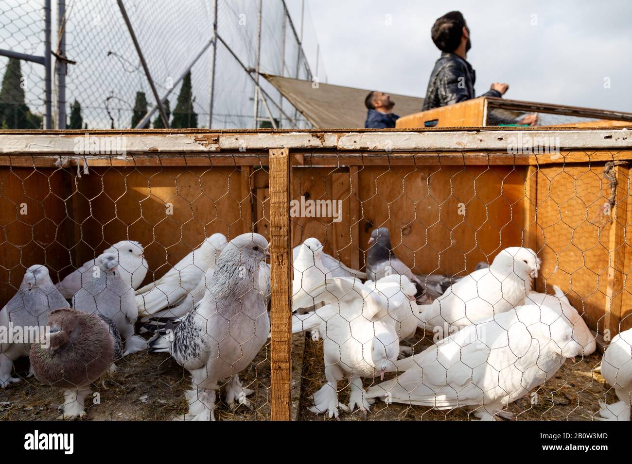 Istanbul Bird Bazaar, Fatih, Istanbul / Turkey - 11/24/2018: View of ...