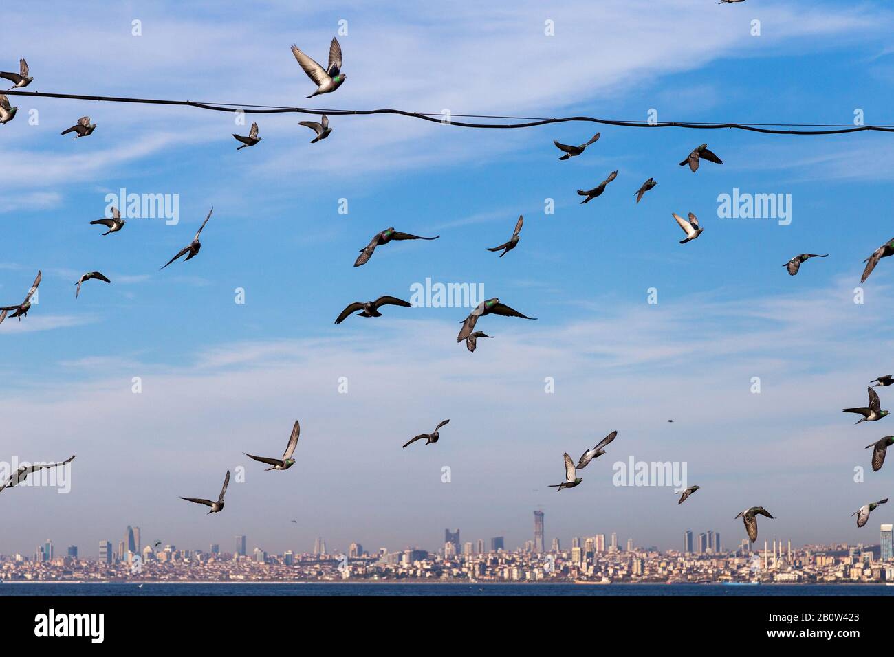 Pigeons flying by the sea, view of Istanbul Stock Photo - Alamy