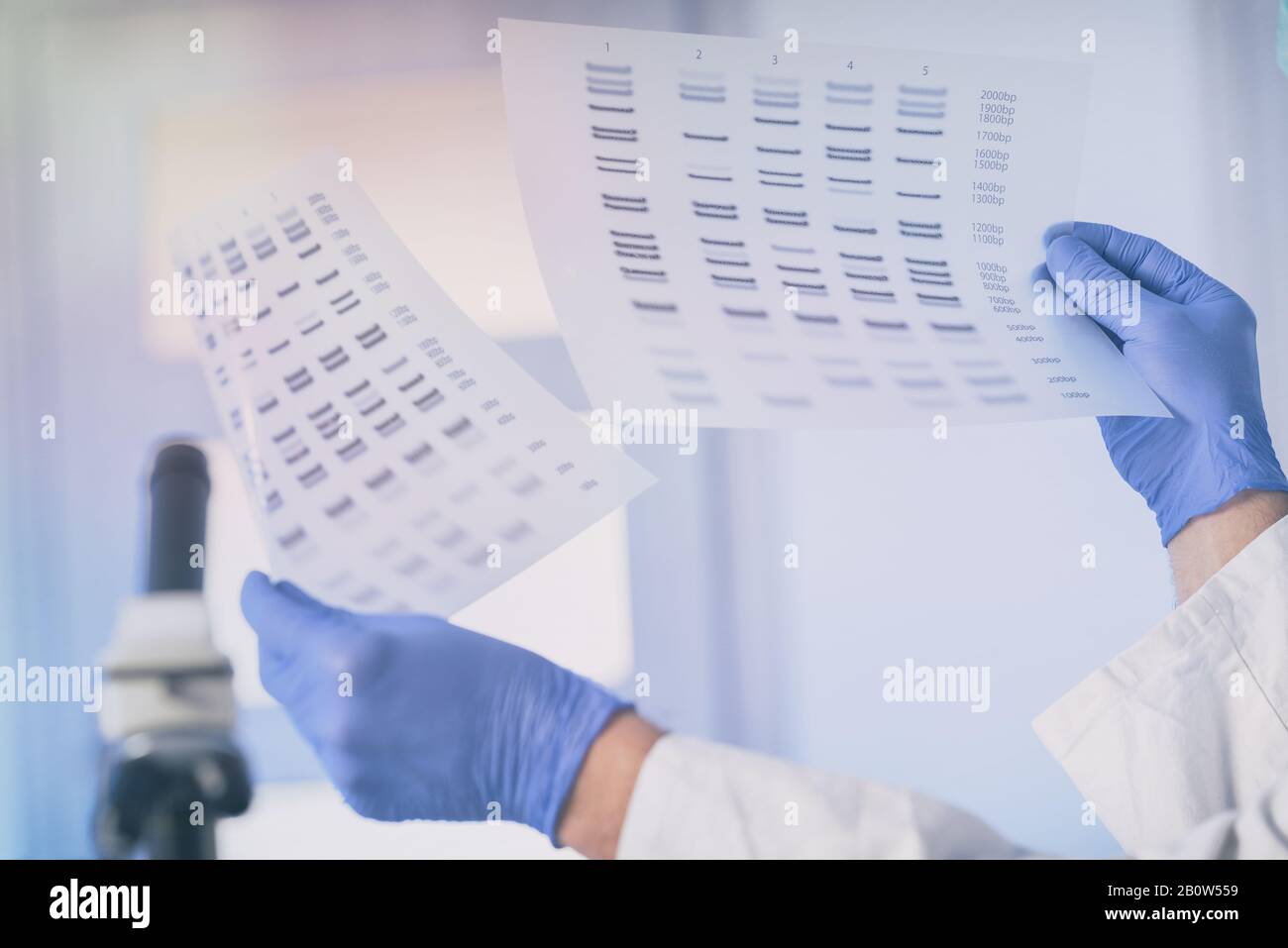 Scientist analizing DNA sequence in the modern laboratory Stock Photo ...