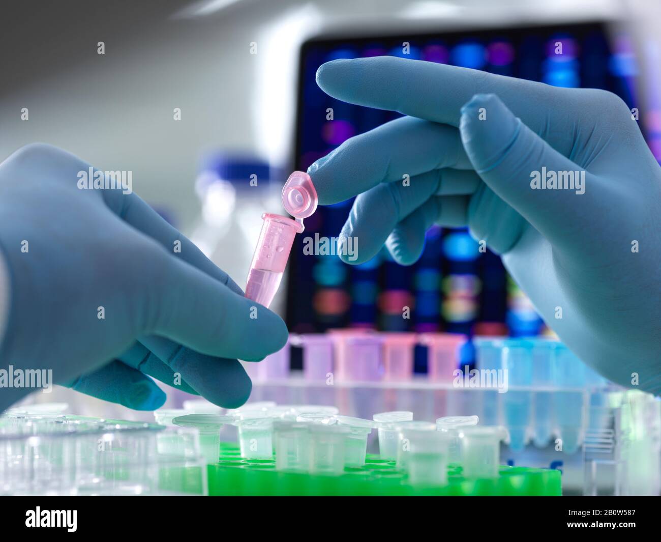 Scientist pipetting DNA samples into microcentrifuge tubes during an ...