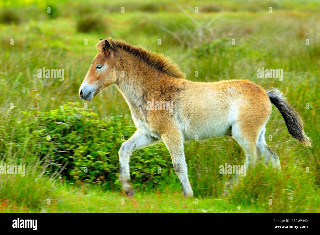 Tiere pony hi-res stock photography and images - Alamy