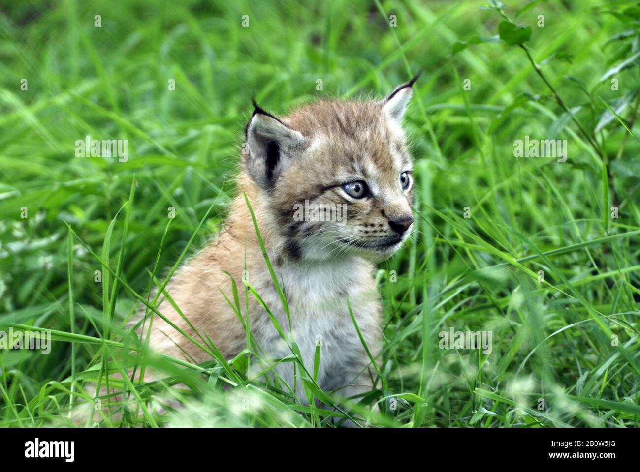 Europaeischer Luchs, Jungtier, Tierkinder, (Lynx lynx Stock Photo - Alamy
