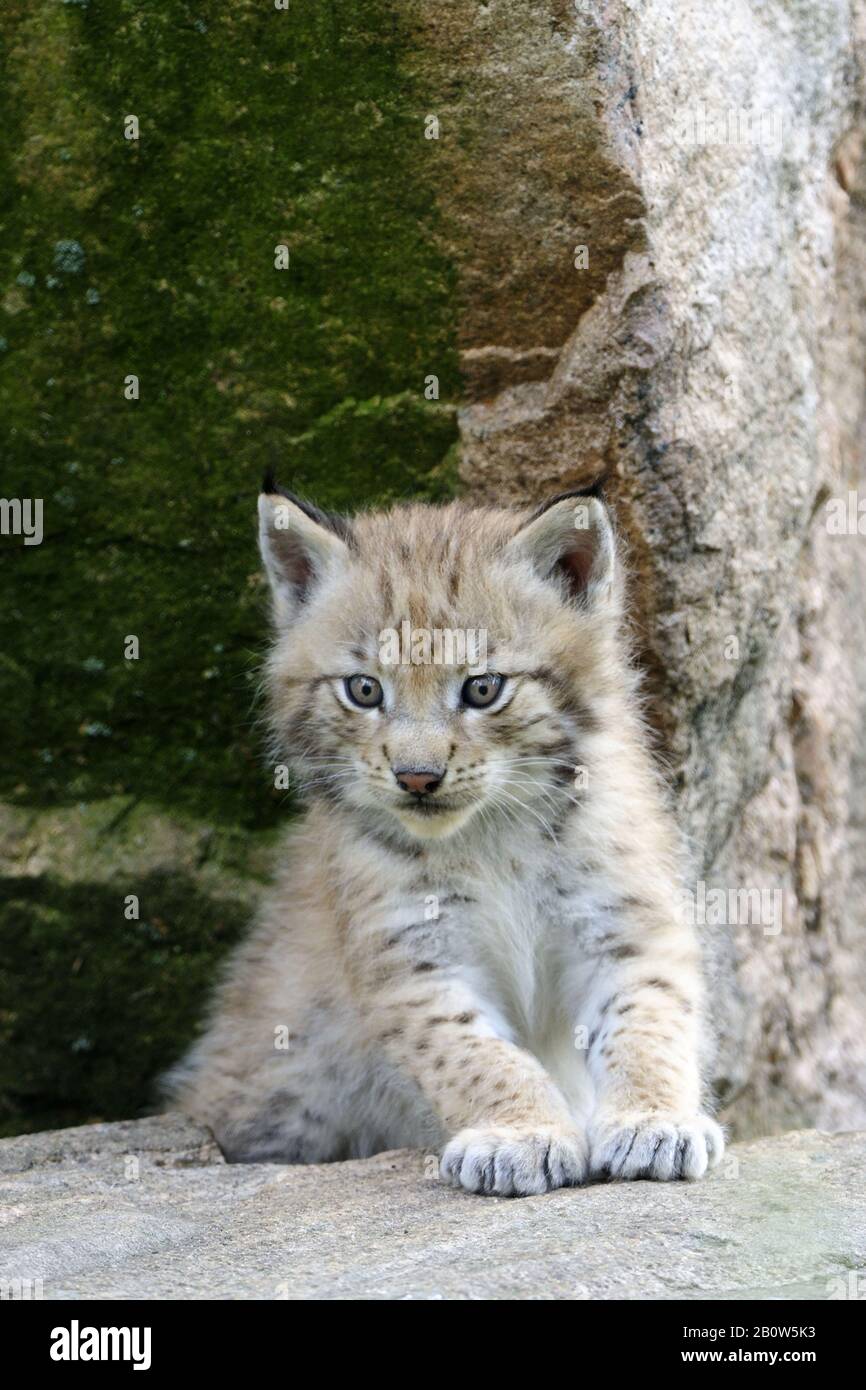 Europaeischer Luchs, Jungtier, Tierkinder, (Lynx lynx Stock Photo - Alamy
