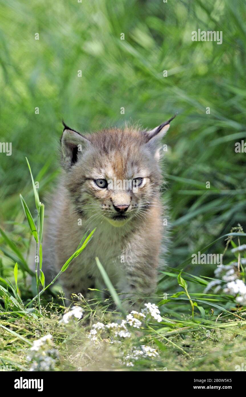 Europaeischer Luchs, Jungtier, Tierkinder, (Lynx lynx Stock Photo - Alamy