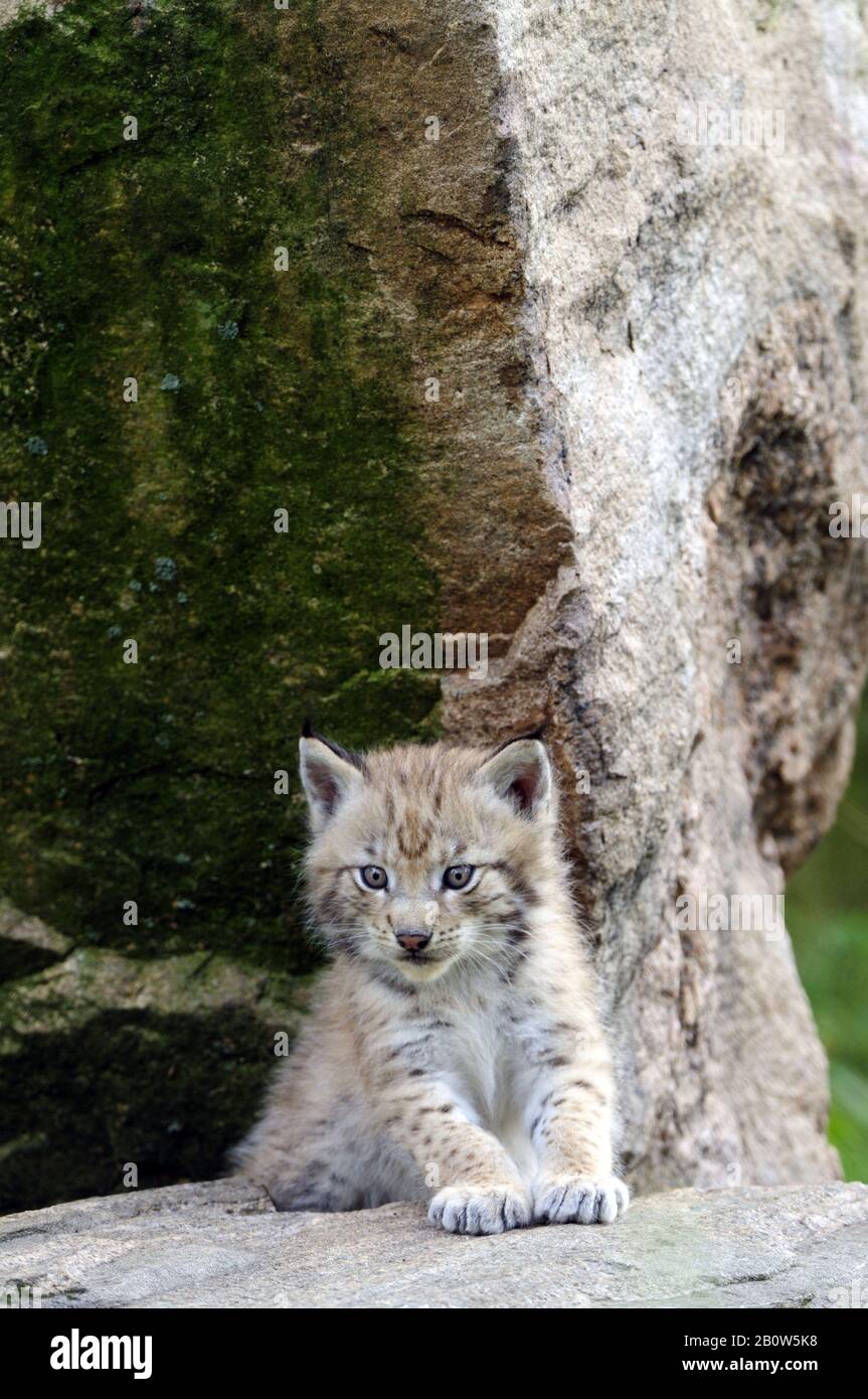 Tierkinder hi-res stock photography and images - Alamy