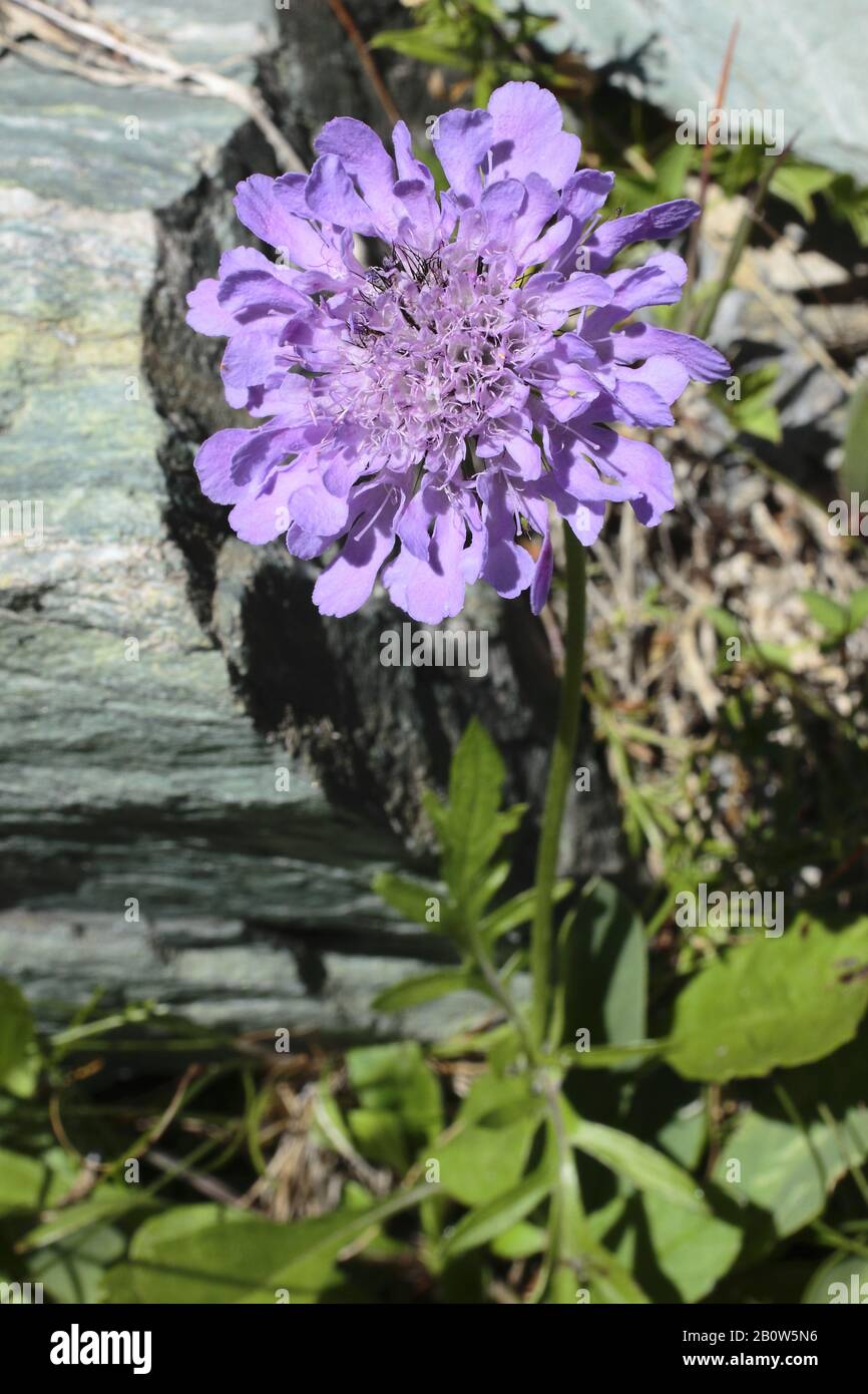 Glänzende Skabiose, Scabiosa lucida ssp. lucida Stock Photo - Alamy