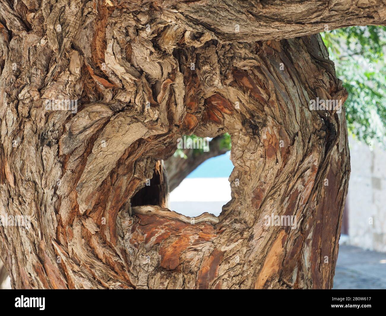 Hole in tree bark hi-res stock photography and images - Alamy