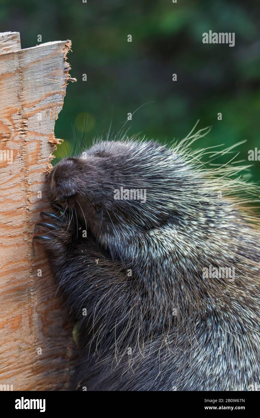 North American Porcupine, Erethizen dorsatum, chewing on plywood behind ...
