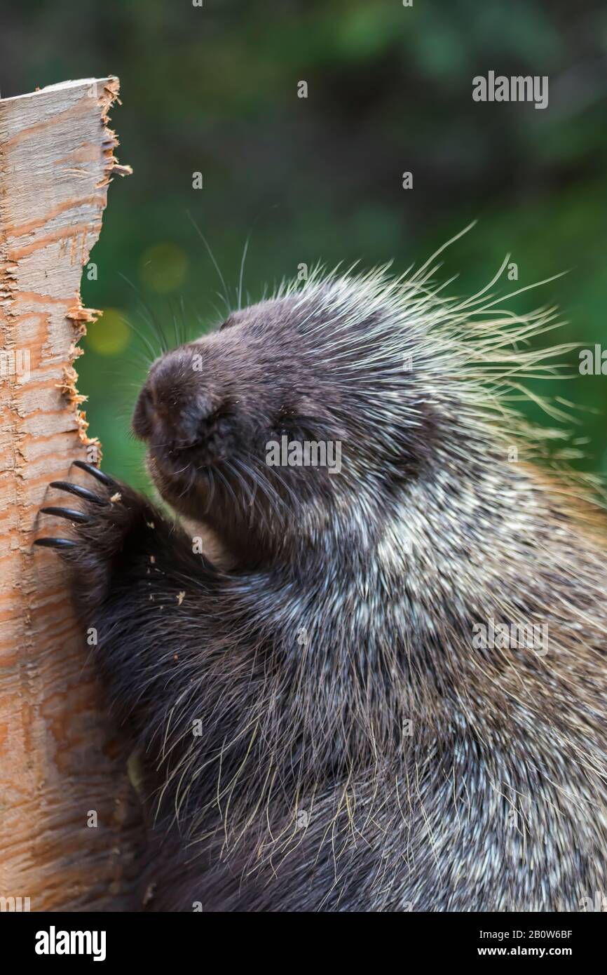 North American Porcupine, Erethizen dorsatum, chewing on plywood behind ...