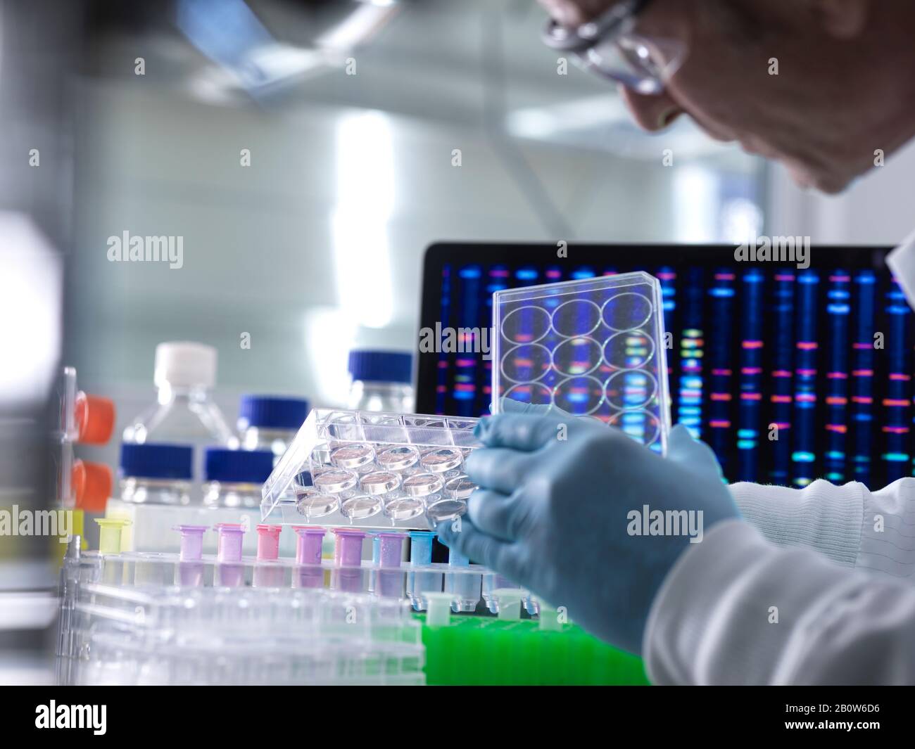 Scientist pipetting DNA samples into microcentrifuge tubes during an ...