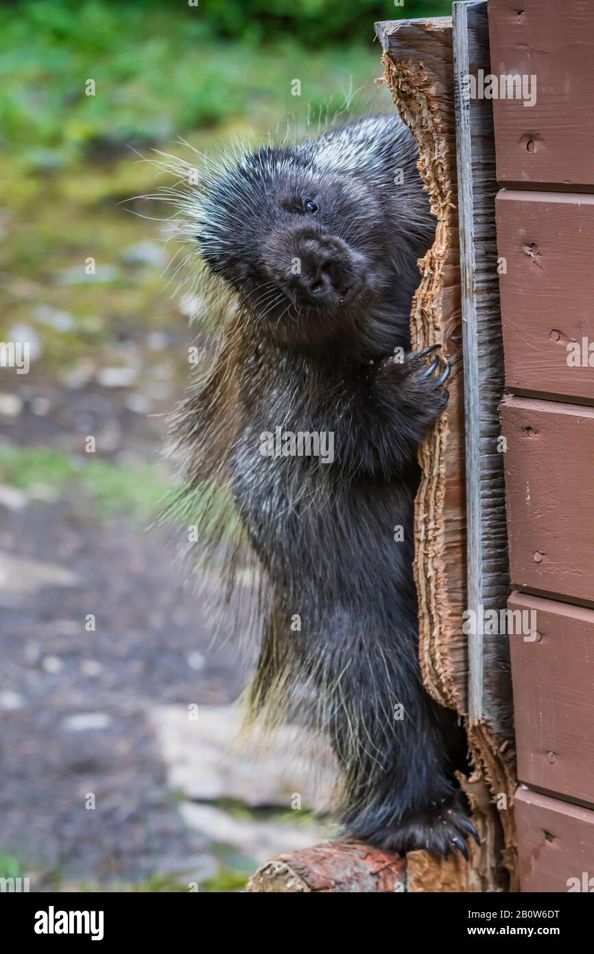 North American Porcupine, Erethizen dorsatum, chewing on plywood behind ...