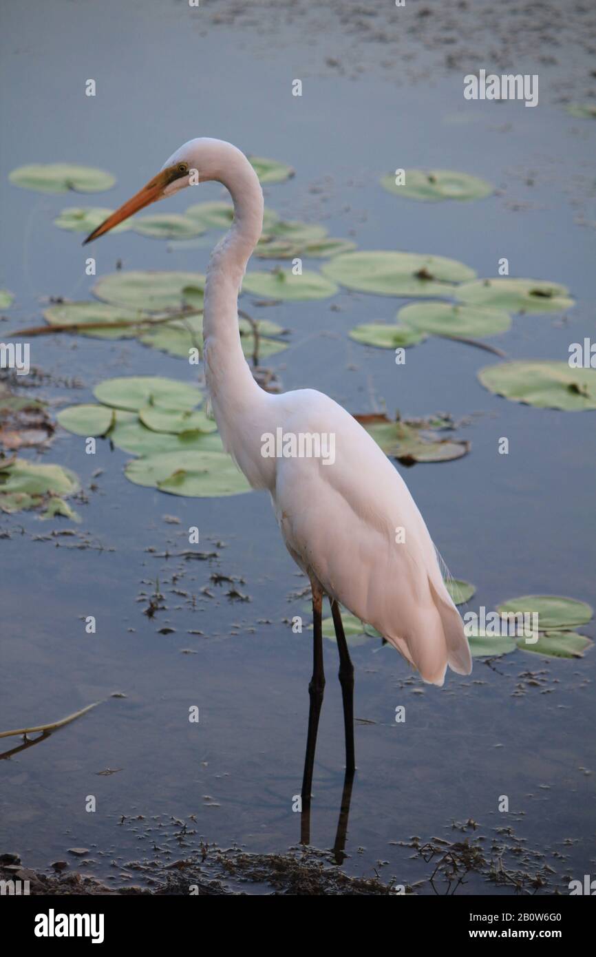 eastern great egret, Kununurra Stock Photo - Alamy