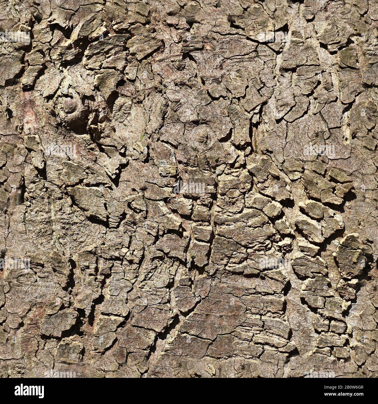 Photo realistic seamless texture pattern of tree bark in high ...