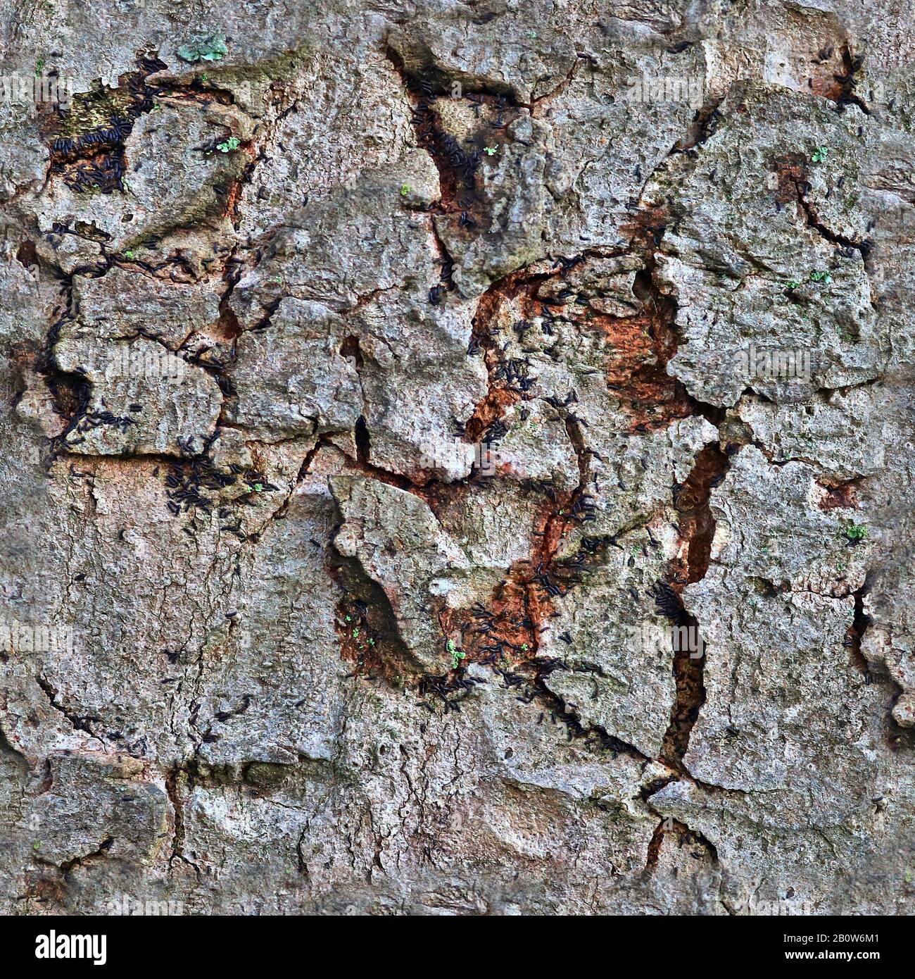 Photo realistic seamless texture pattern of tree bark in high ...
