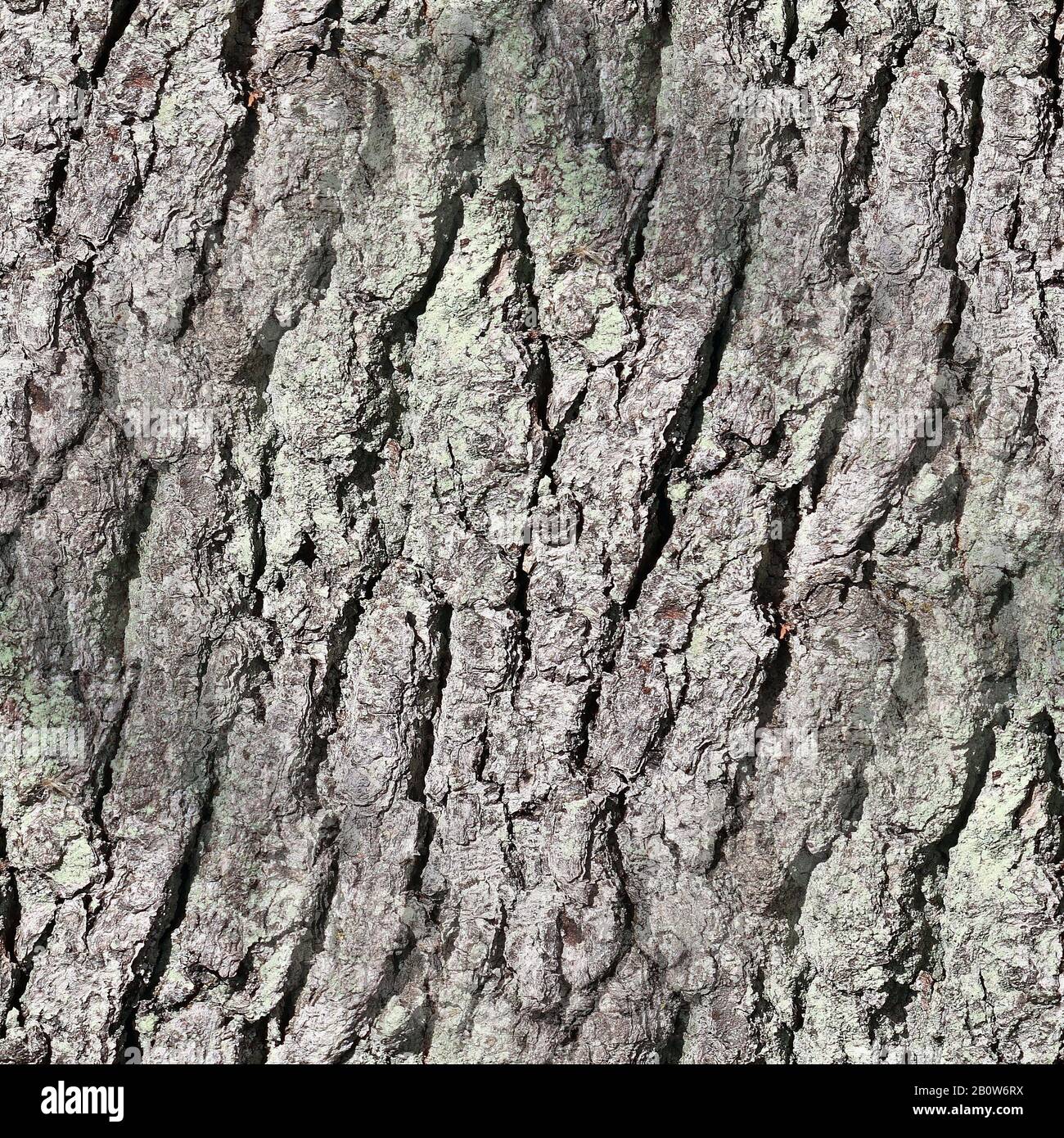 Photo realistic seamless texture pattern of tree bark in high ...