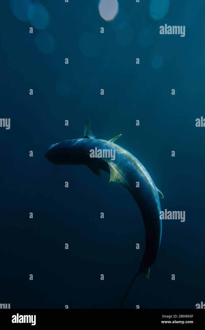 Yellowtail tuna hi-res stock photography and images - Alamy