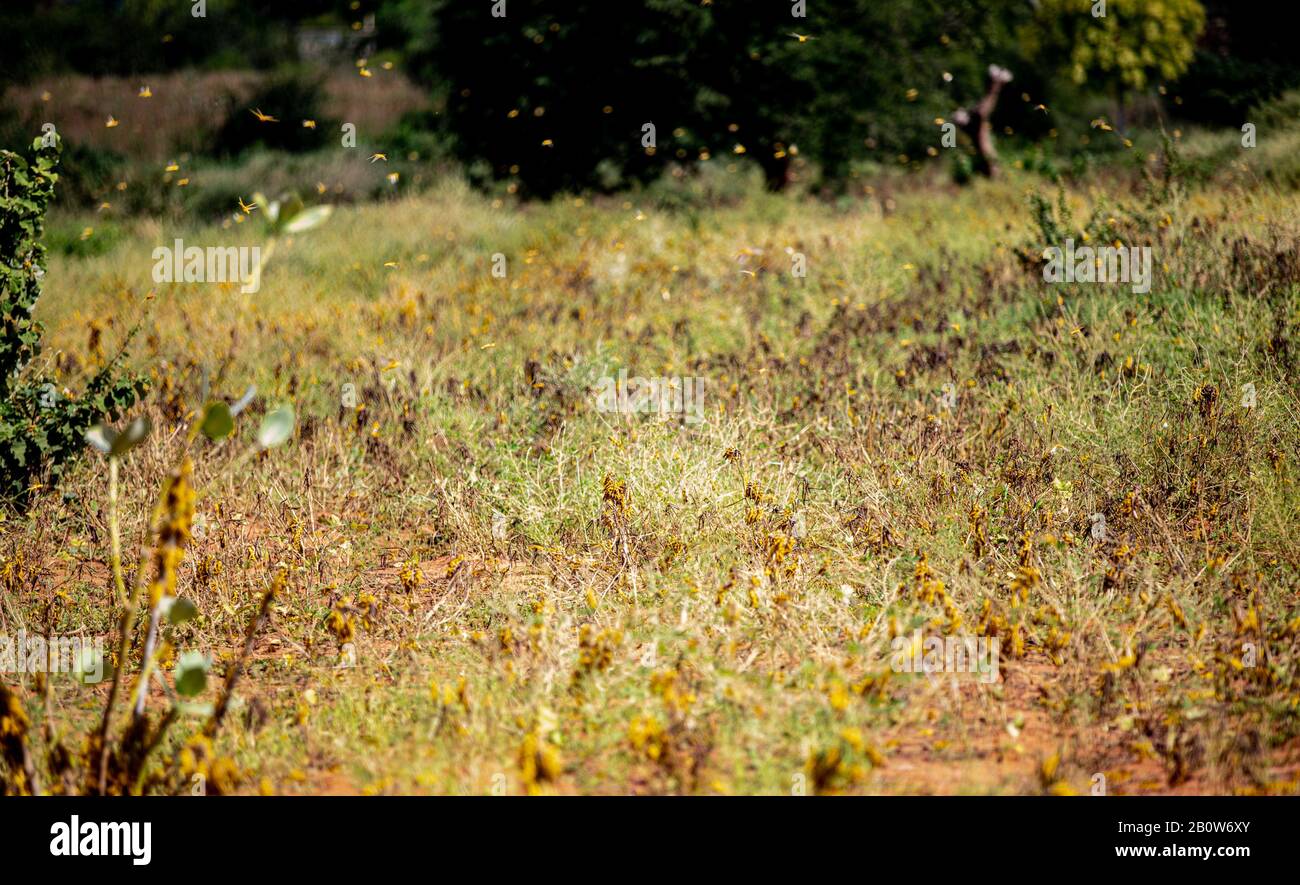 Locust Swarm 2020 High Resolution Stock Photography and Images - Alamy