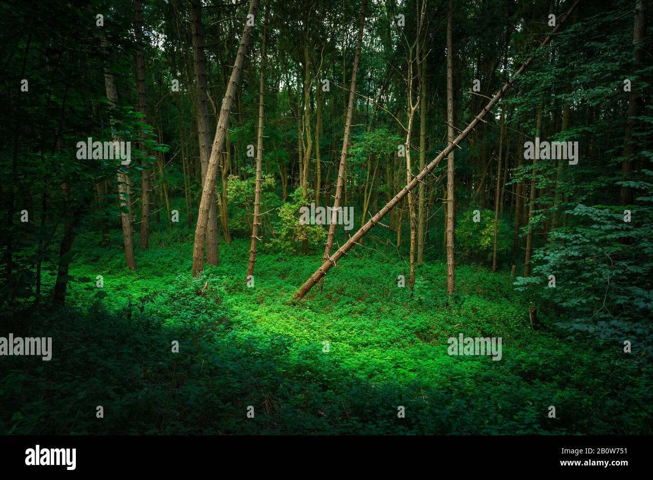 A snagged tree in lush green forest Stock Photo - Alamy