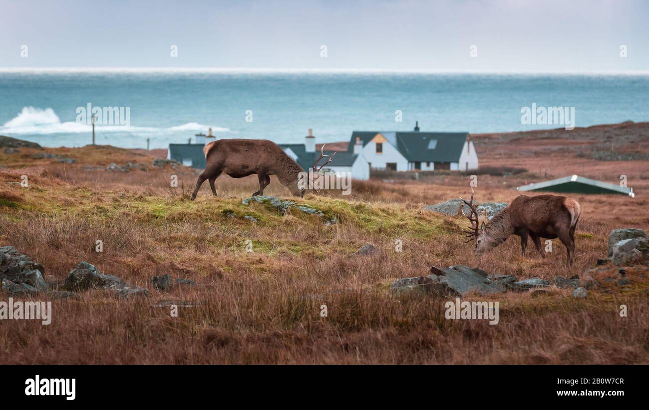 Wild Stag Grazing Freely Outer Hebrides Stock Photo - Alamy