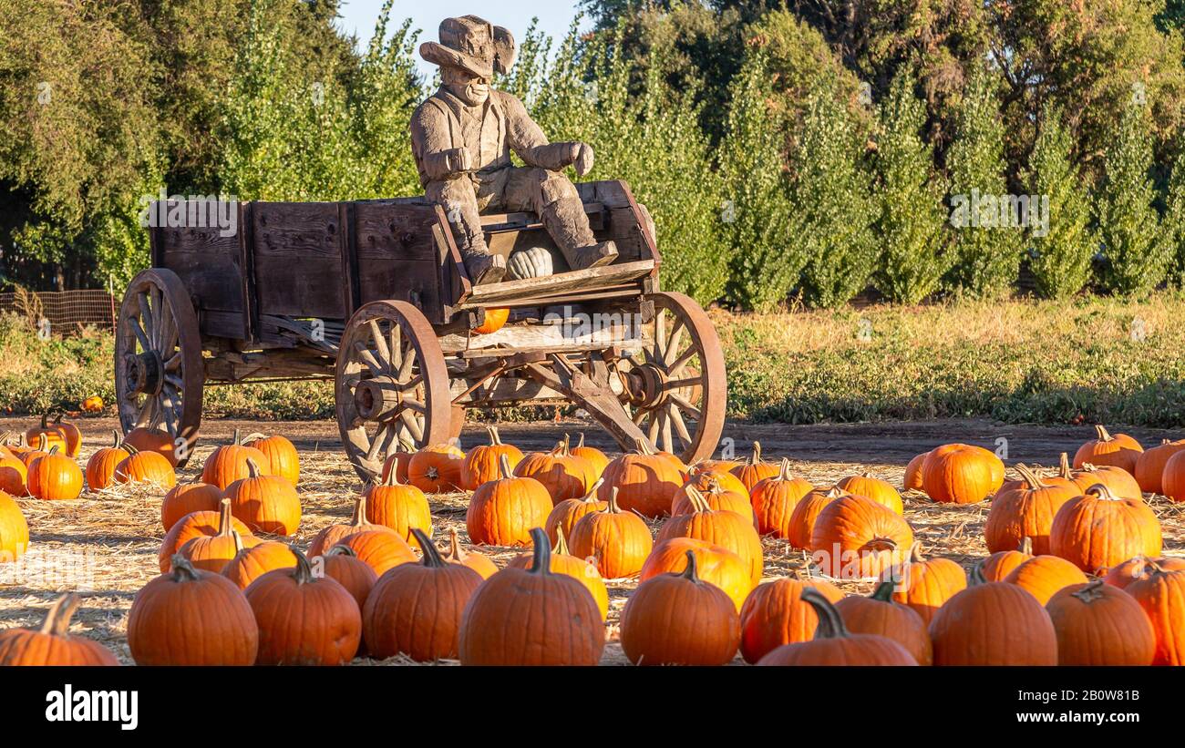 Fall Display Pumpkin Patch Stock Photo - Alamy