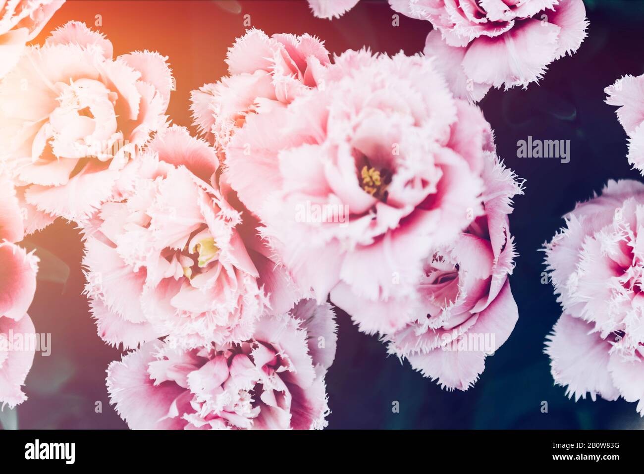 Close up of blooming flowerbeds of amazing parrot pink tulips during ...