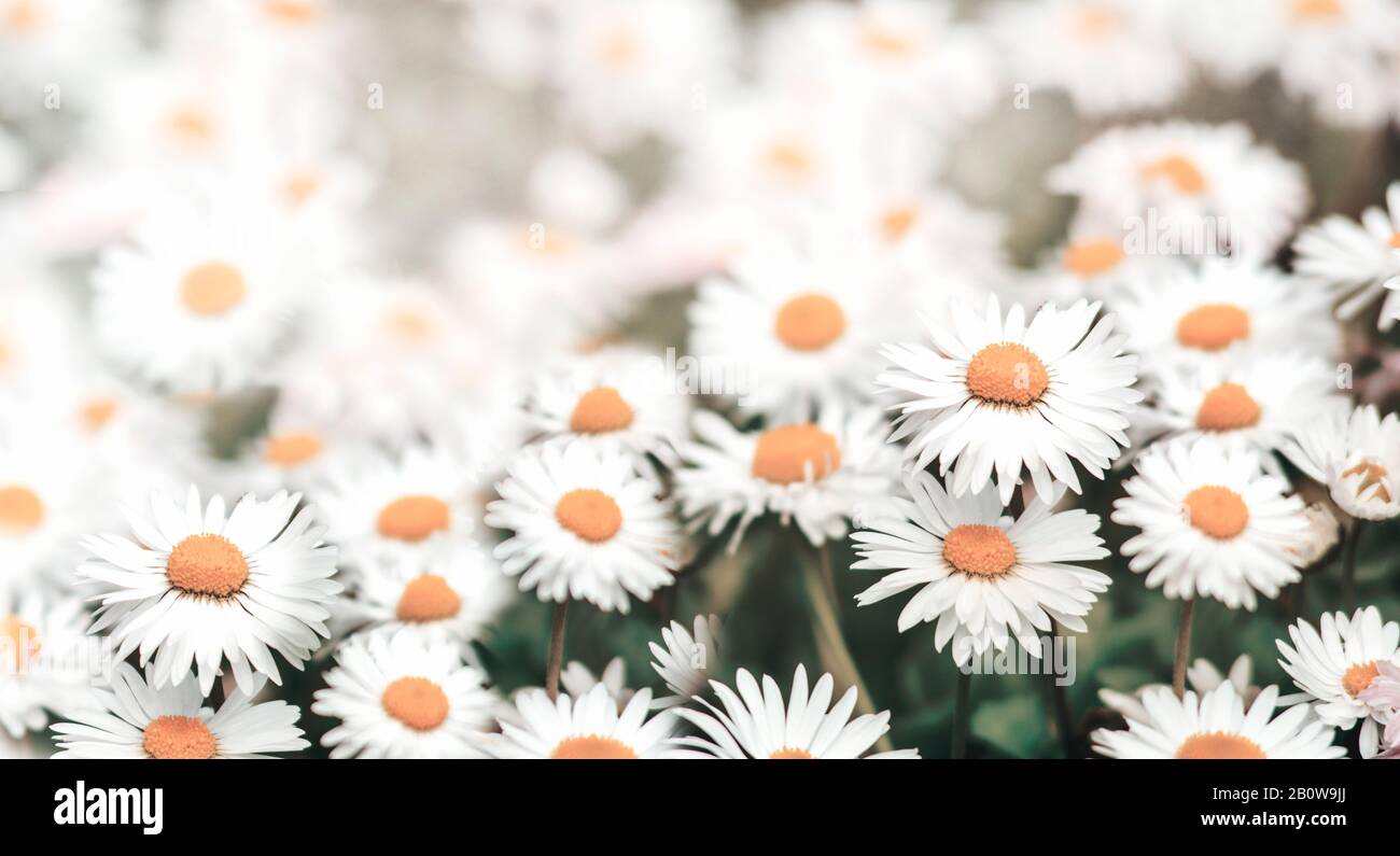 Daisies Vintage Wallpaper