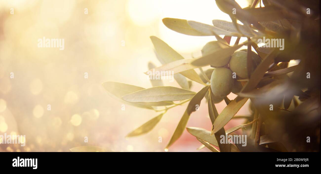 Closeup of olive fruit on tree branch. Olive garden and sunlight ...