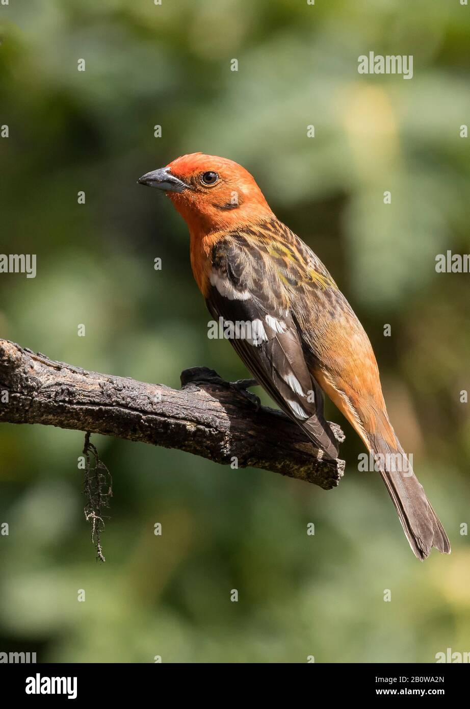 Flame Coloured Tanager Stock Photo - Alamy