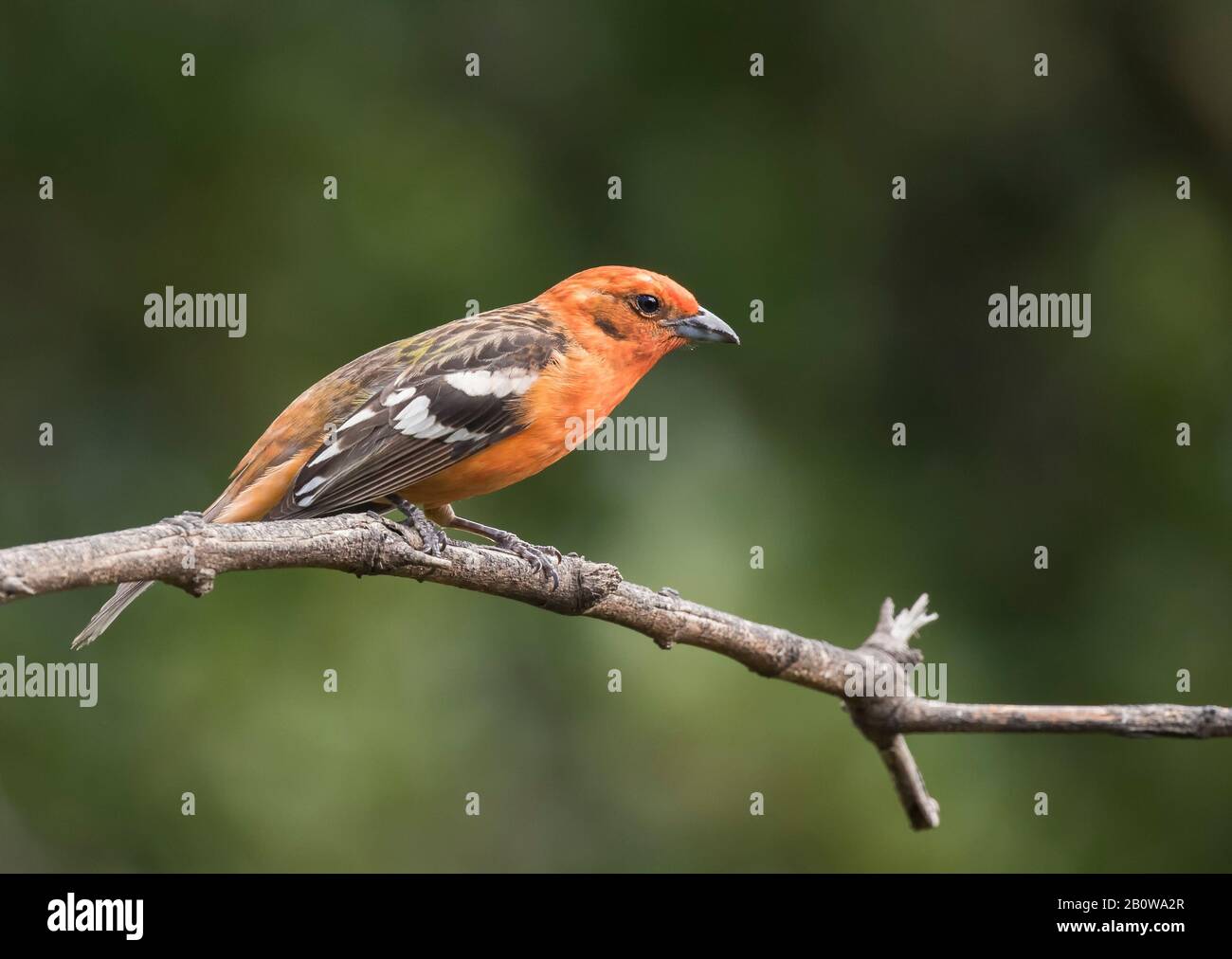 Flame Coloured Tanager Stock Photo - Alamy