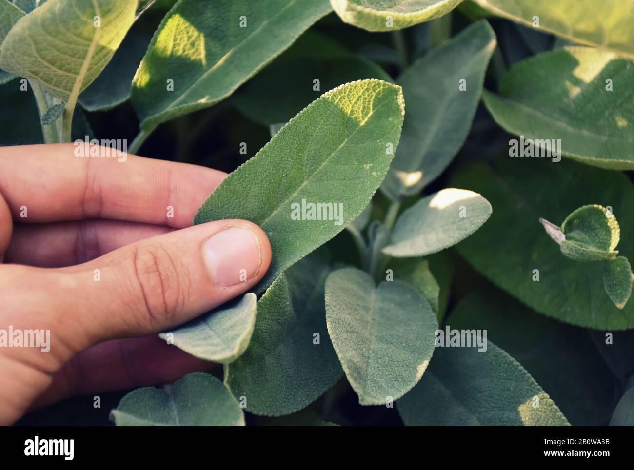 Picking up a leaf hi-res stock photography and images - Alamy