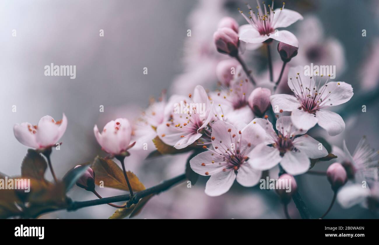 Cherry Blossom Macro Photography
