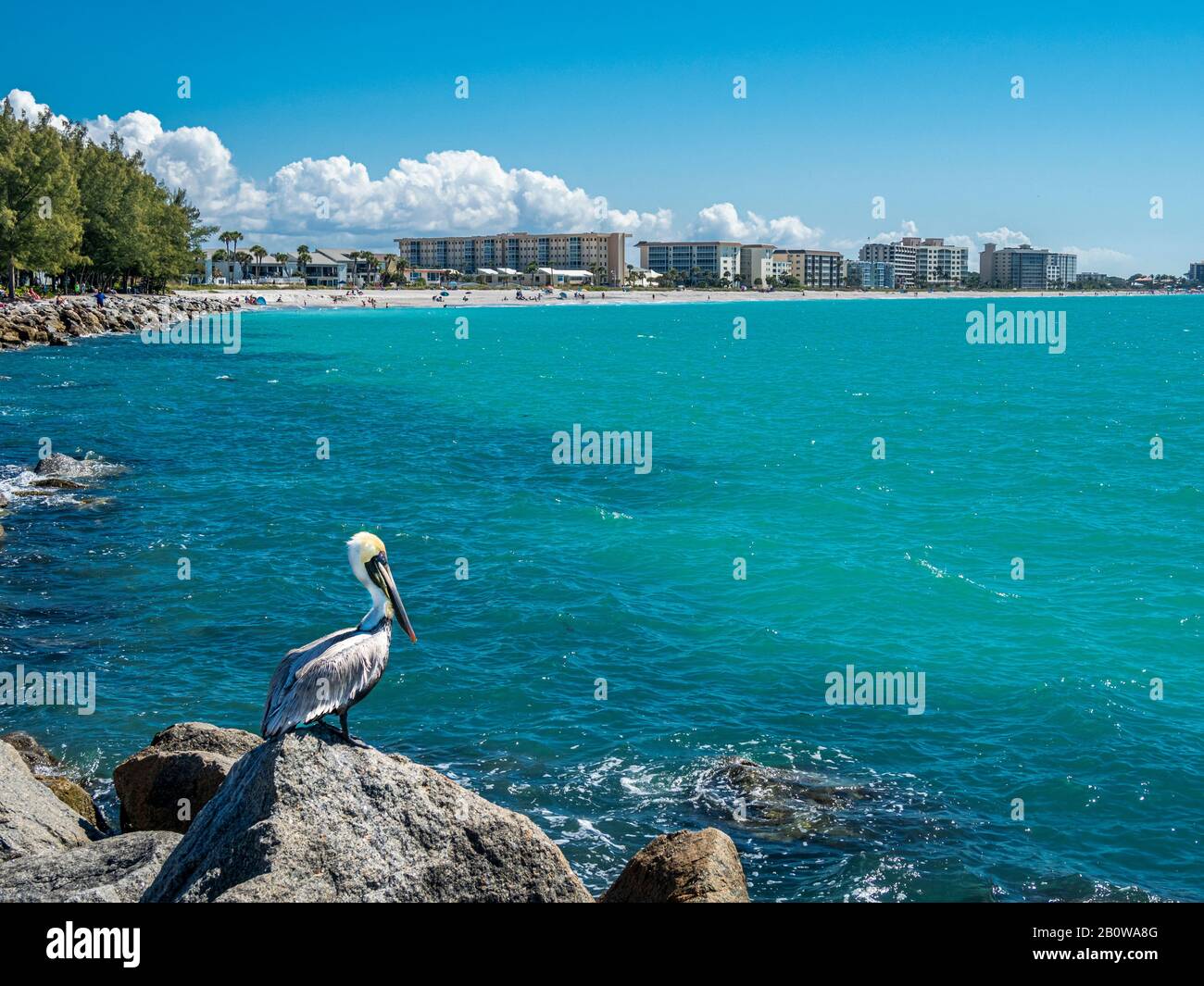 Pelican sitting hi-res stock photography and images - Alamy