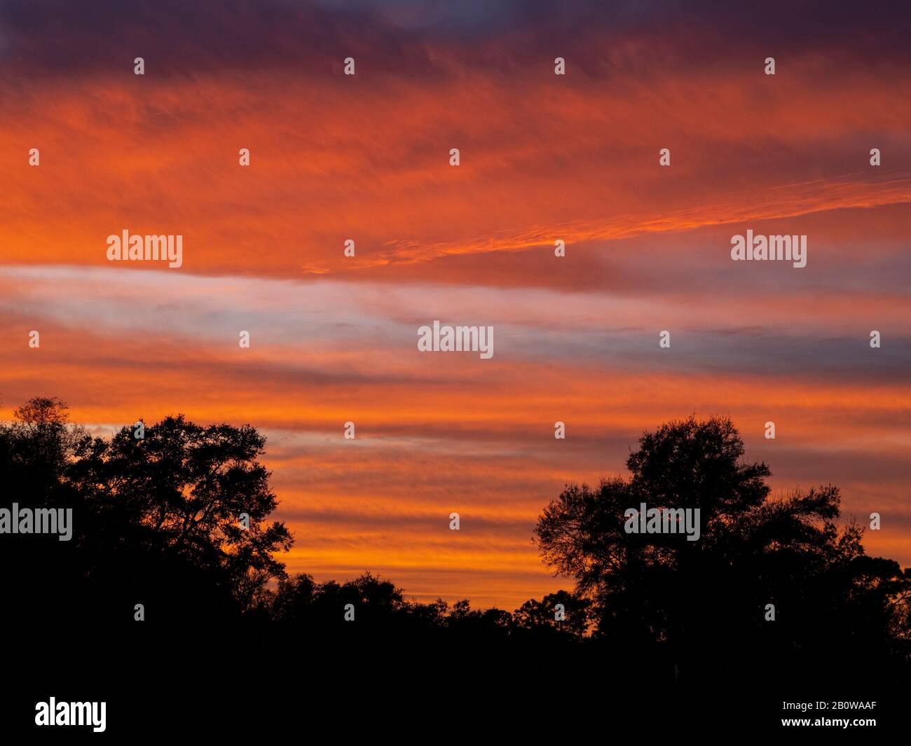 Red sky with trees hi-res stock photography and images - Alamy