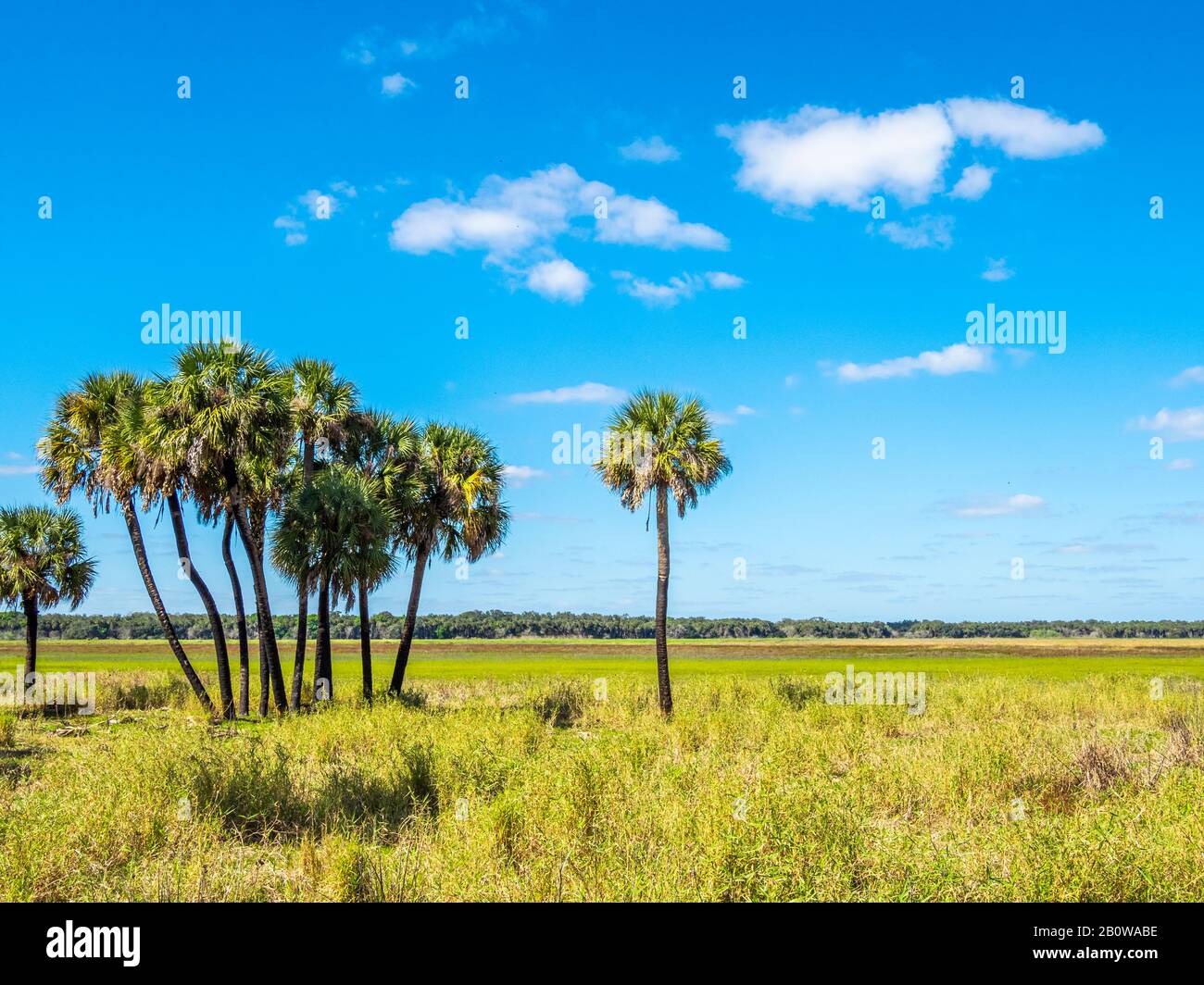 Open field with a clear blue sky at Myakka River State Park in Sarasota ...