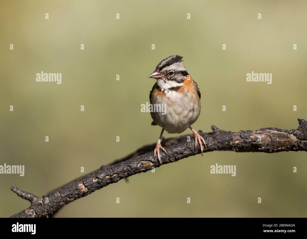 Rufous Collared Sparrow Stock Photo - Alamy
