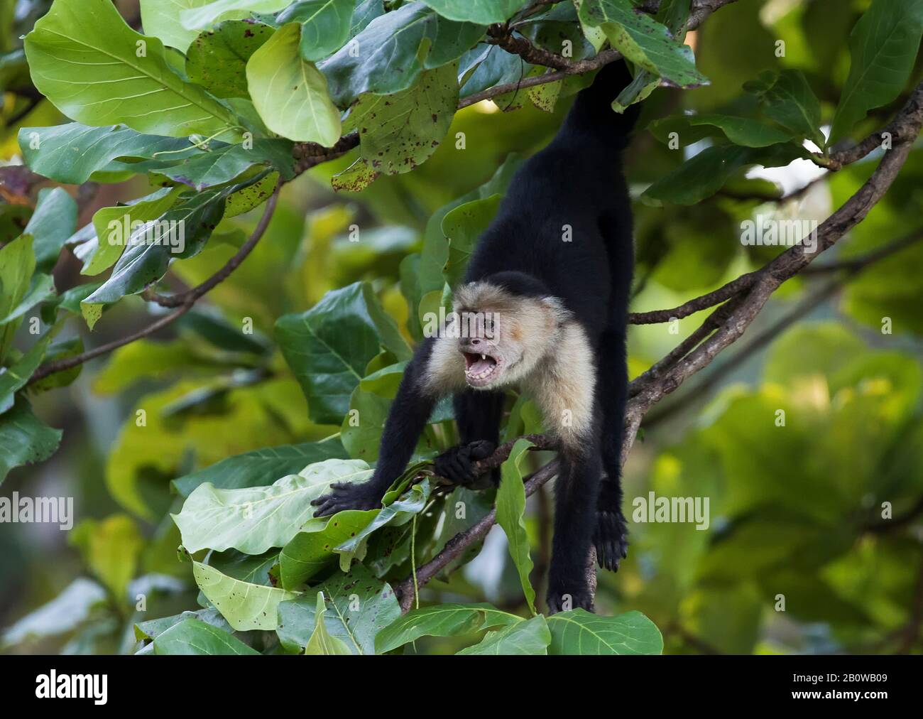 Costa rica capuchin hi-res stock photography and images - Alamy