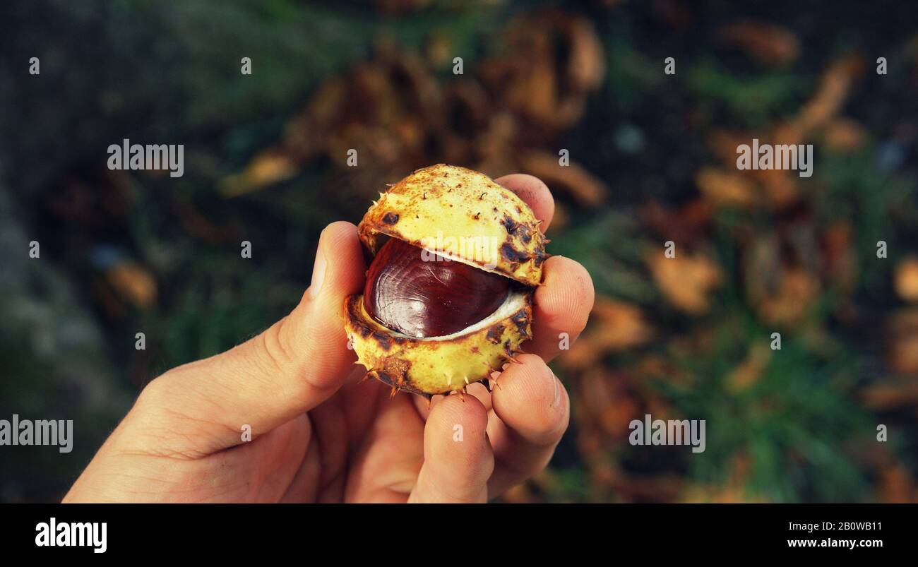 Opening a fresh buckeye / chestnut in autumn Stock Photo - Alamy