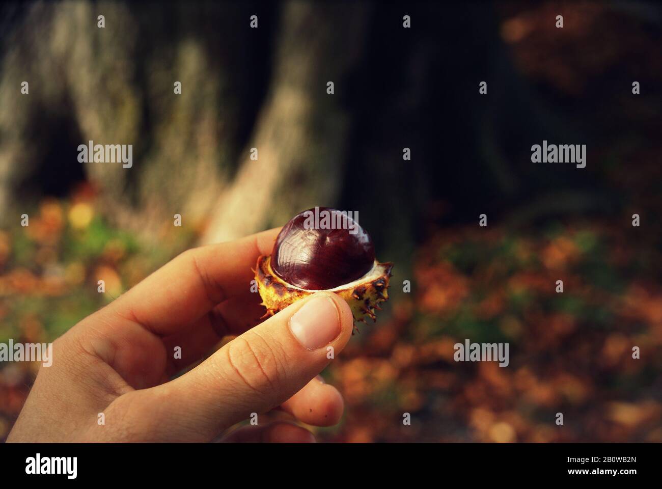 Opening a fresh buckeye / chestnut in autumn Stock Photo - Alamy