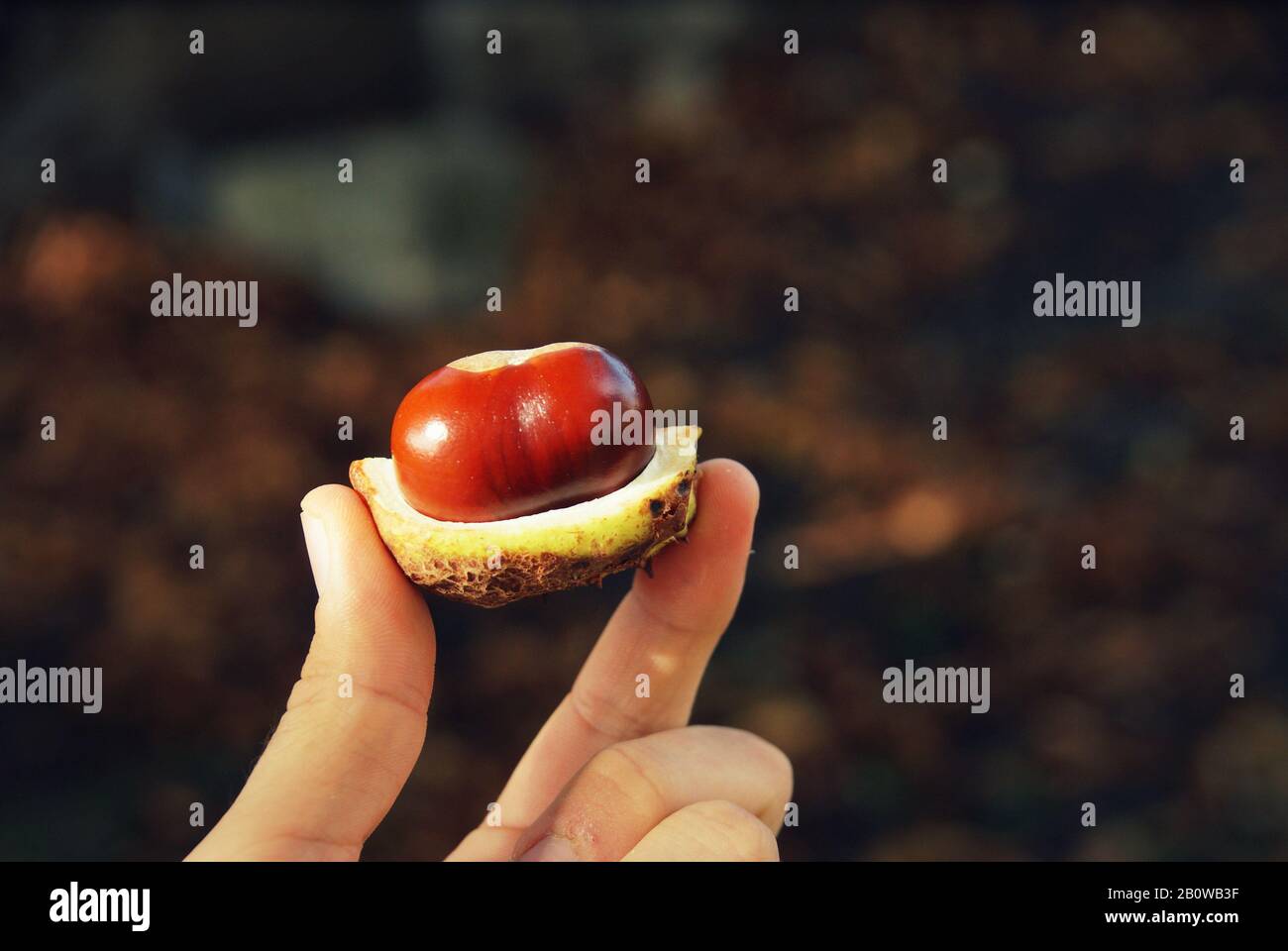 Hand with chestnut hi-res stock photography and images - Alamy