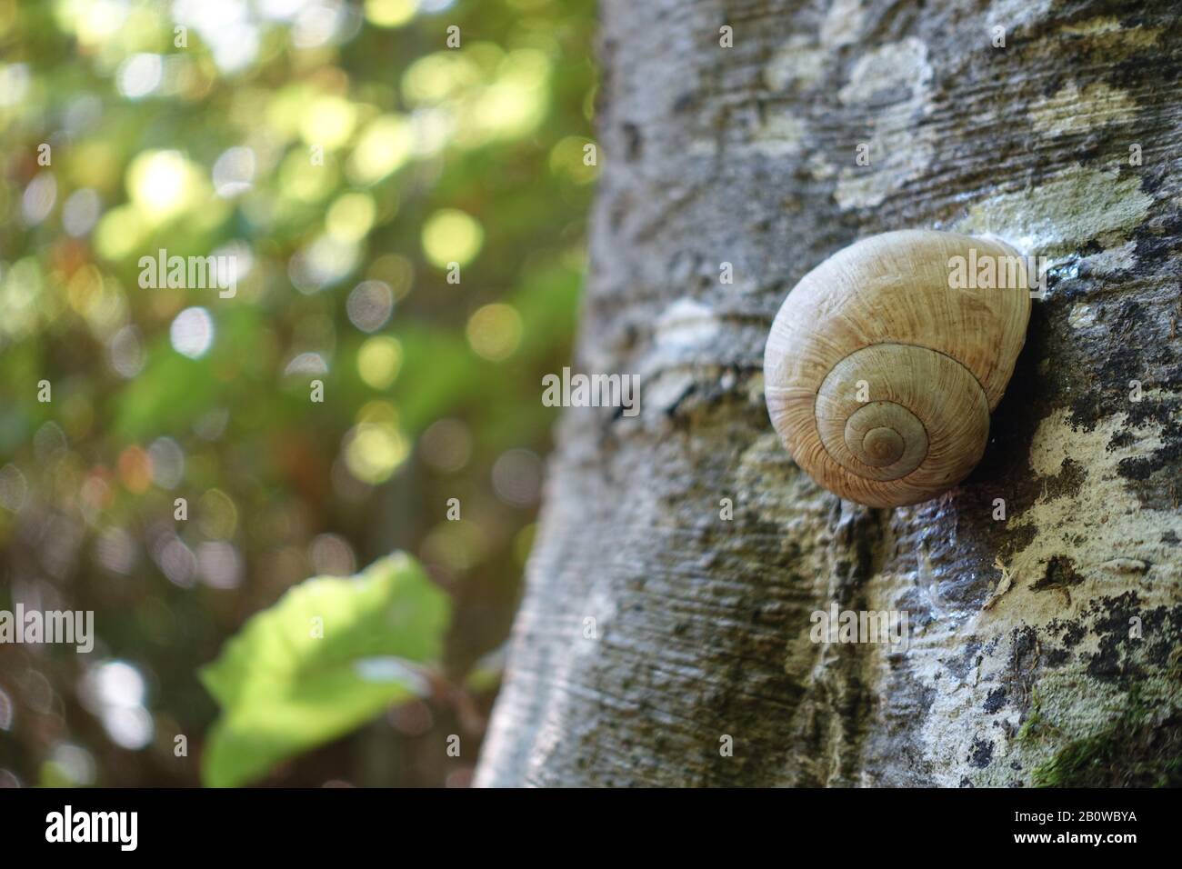 Tree snail hi-res stock photography and images - Alamy