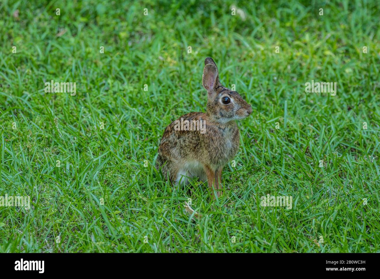 Full grown eastern cottontail rabbit sitting up and alert in green ...