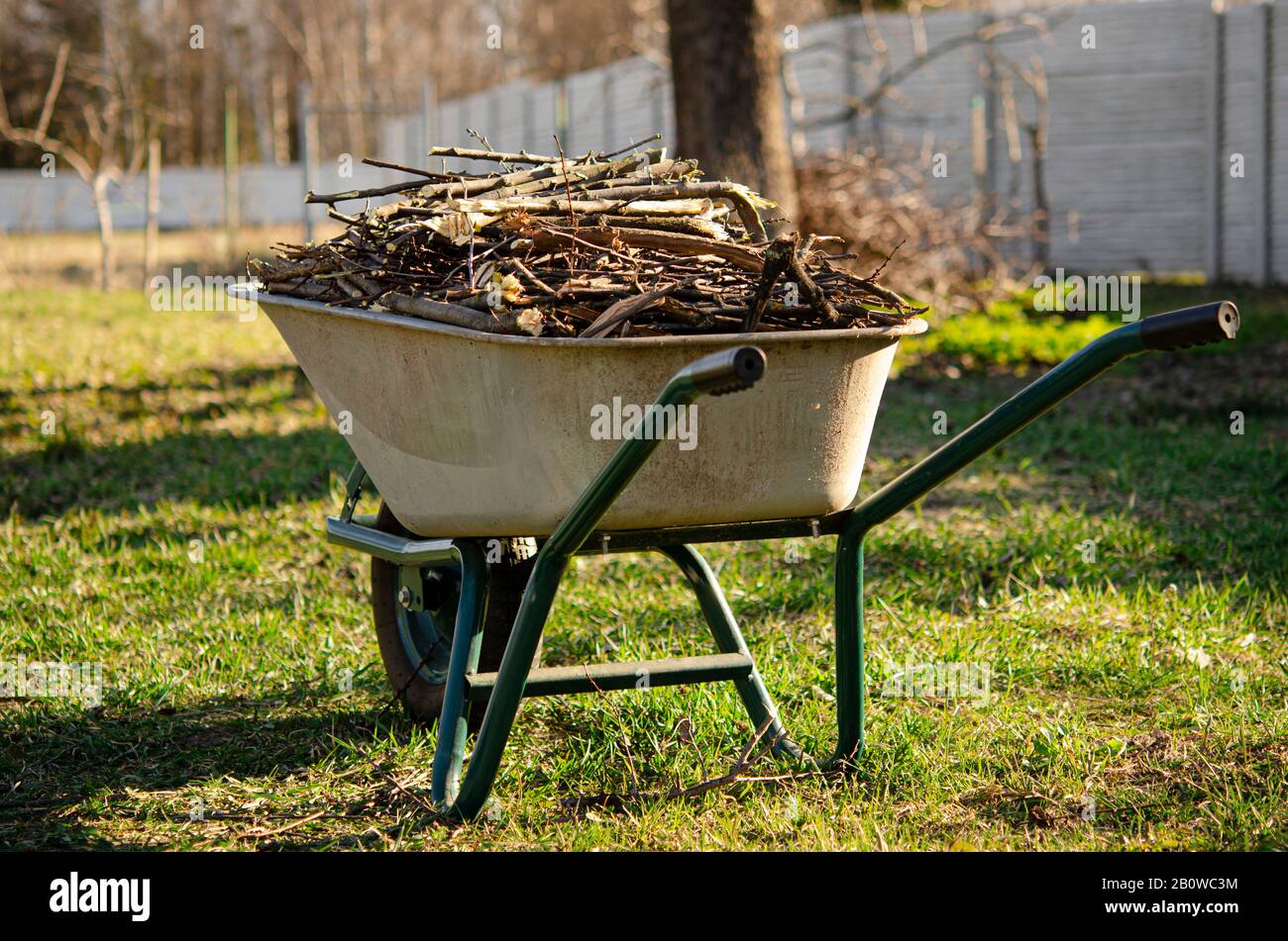 Garden work. Pruned branches of young trees lie in a wheelbarrow, which ...