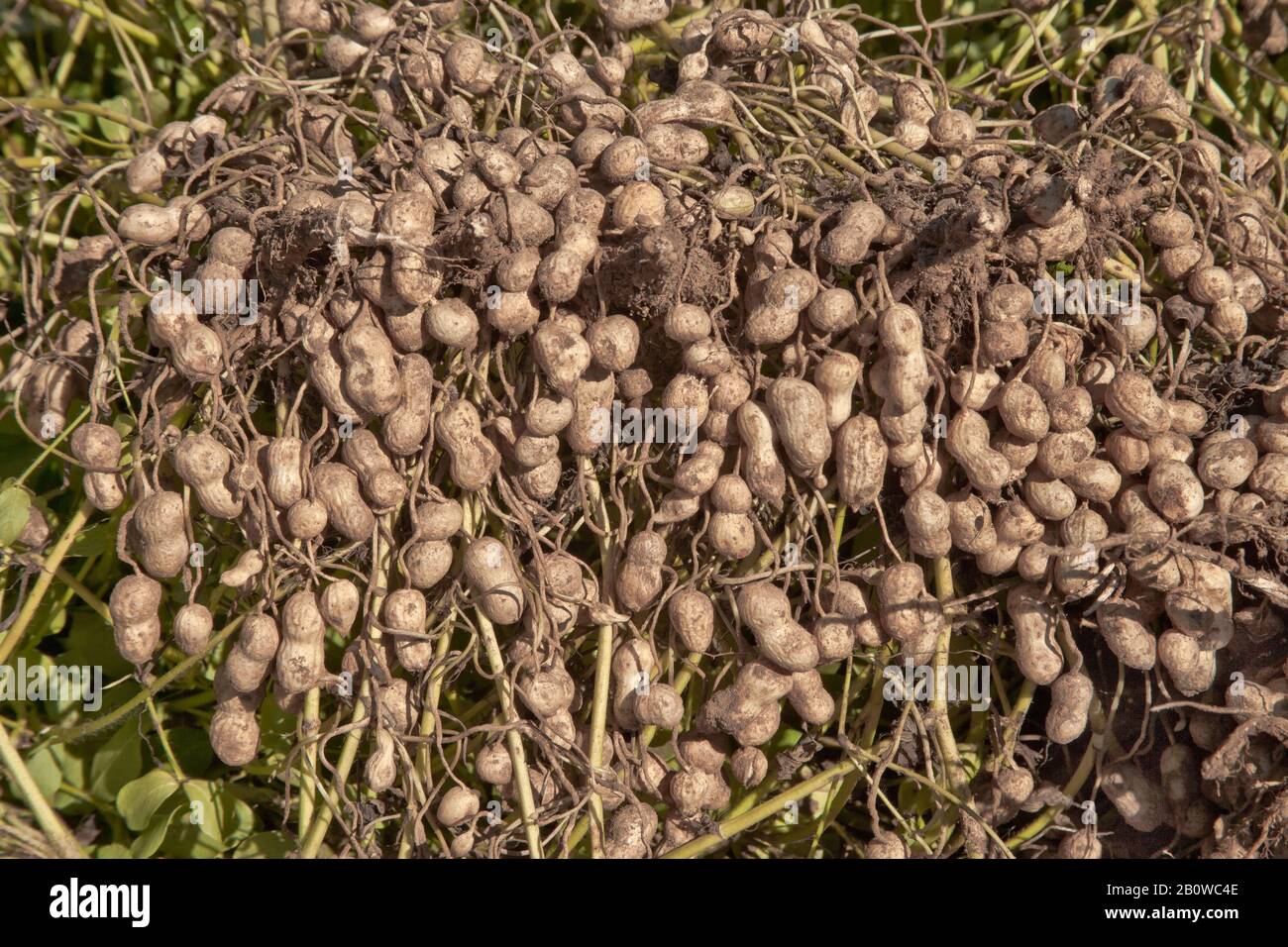 Green nodules hi-res stock photography and images - Alamy