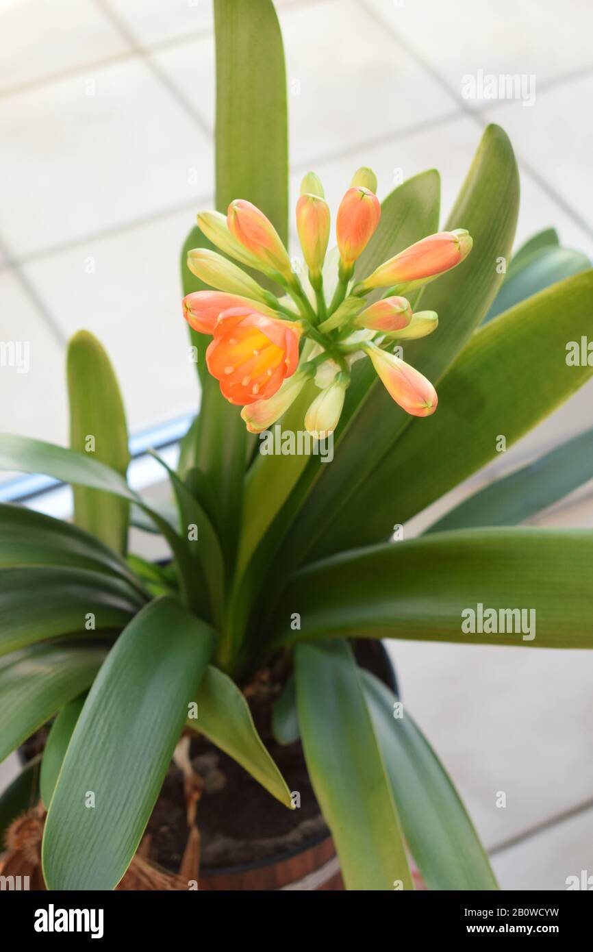blooming clivia miniata Stock Photo - Alamy