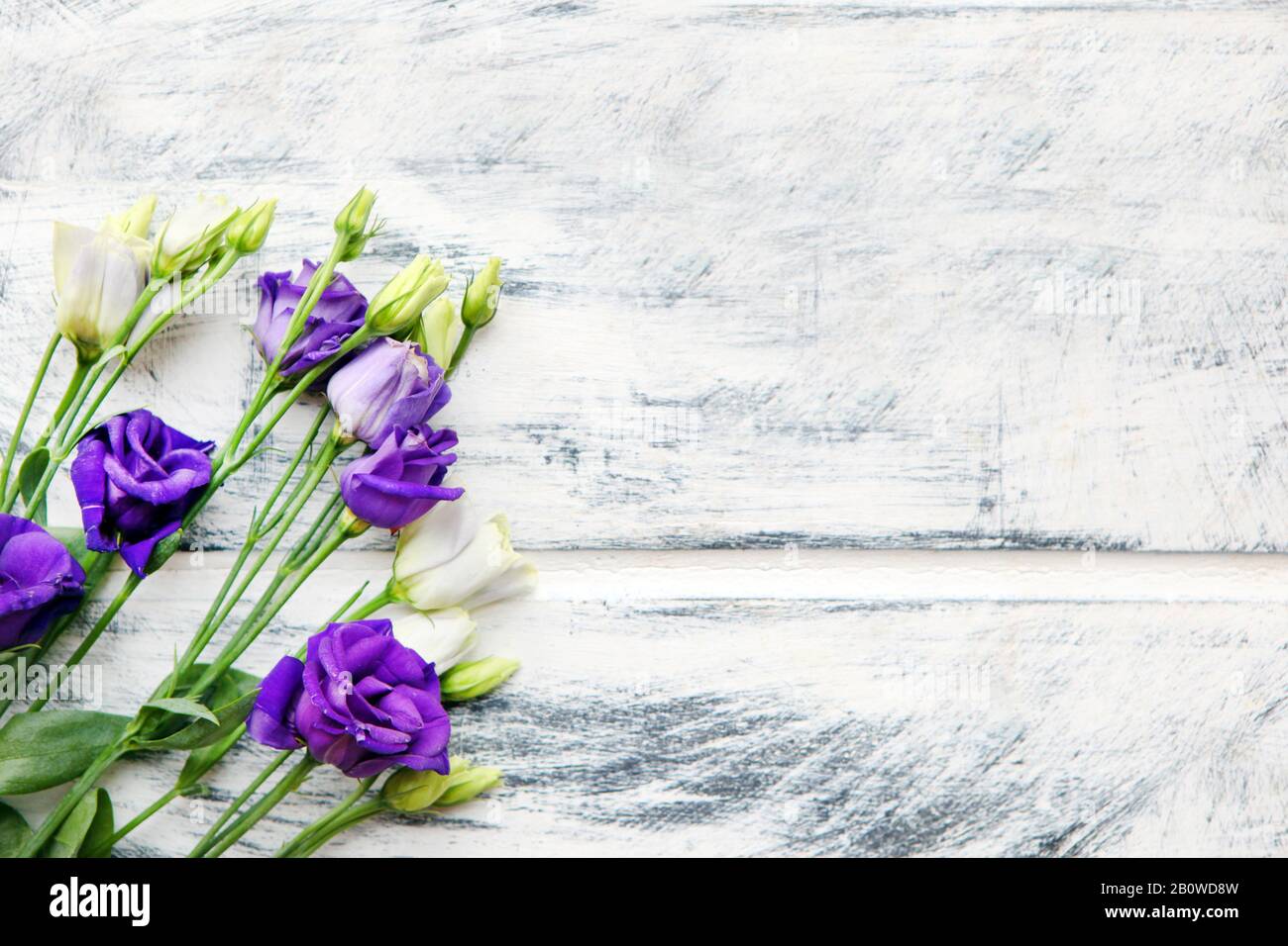 Viola Flower Wallpaper