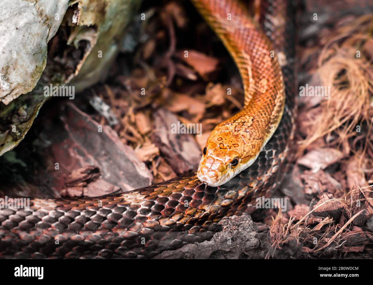 dangerous snake hunting in the forest wildlife close up Stock Photo - Alamy